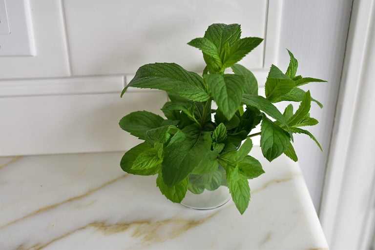 Fresh Mint Hummus - Maureen Abood