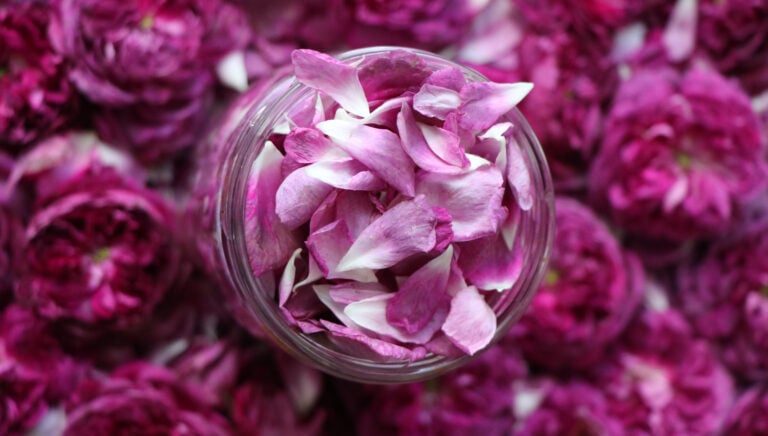 What is Rose Water? (& How to Make It!) - Maureen Abood