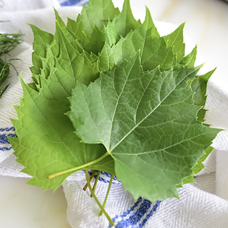 How to identify and preserve fresh grape leaves - Maureen Abood